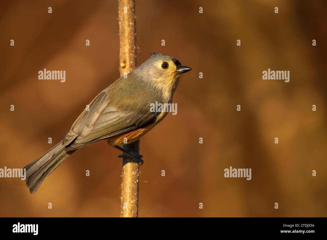 Titmouse bird songbird birds hi-res stock photography and images - Alamy