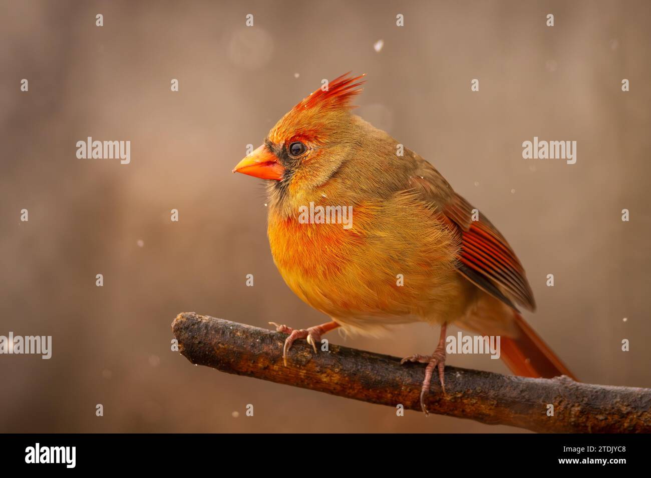 a female Northern Cardinal on a branch in winter Stock Photo - Alamy