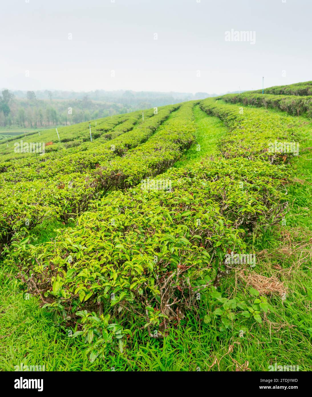 Hundreds of rows of lush Thai tea plants,regularily sprinkled with ...