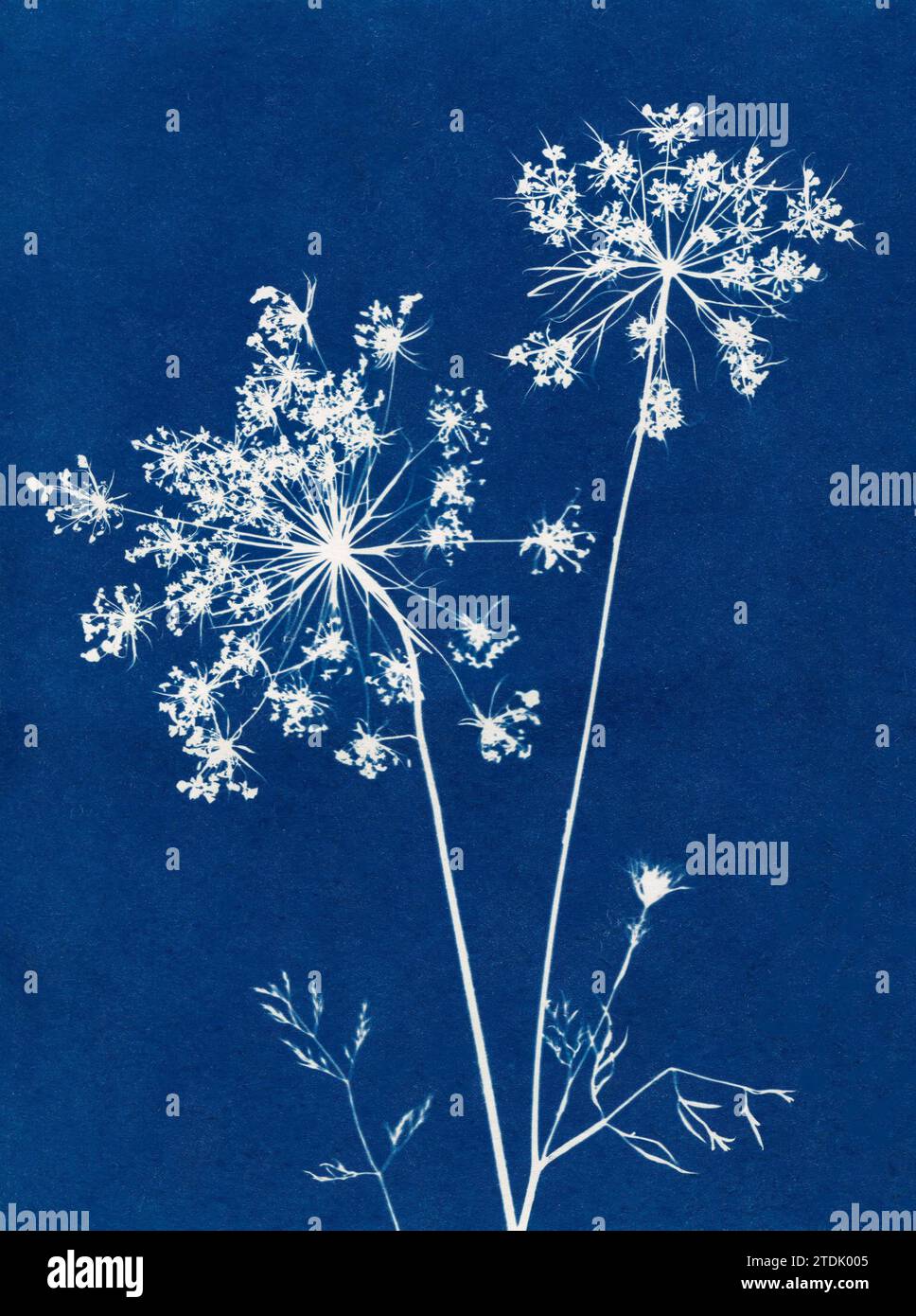 Cyanotype plants hi-res stock photography and images - Alamy