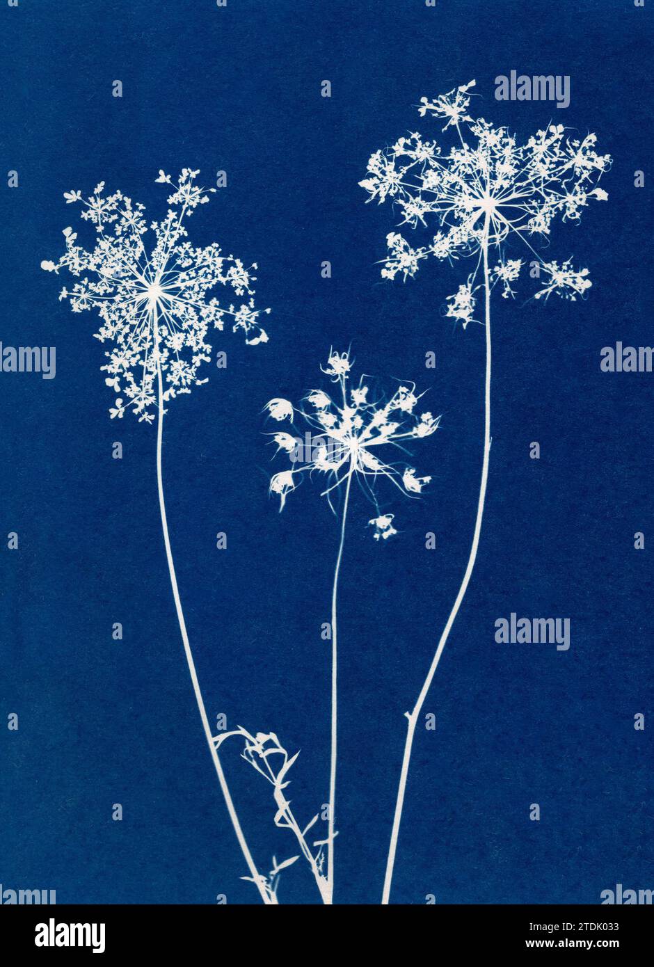 Cyanotype plants hi-res stock photography and images - Alamy
