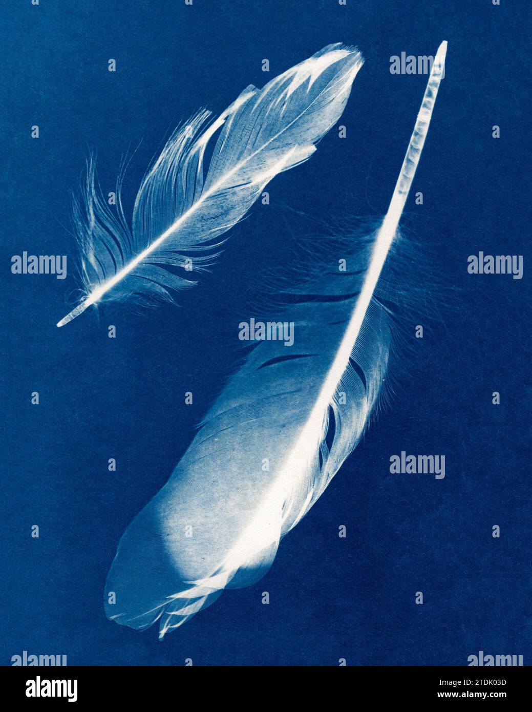 Gull feathers hi-res stock photography and images - Alamy