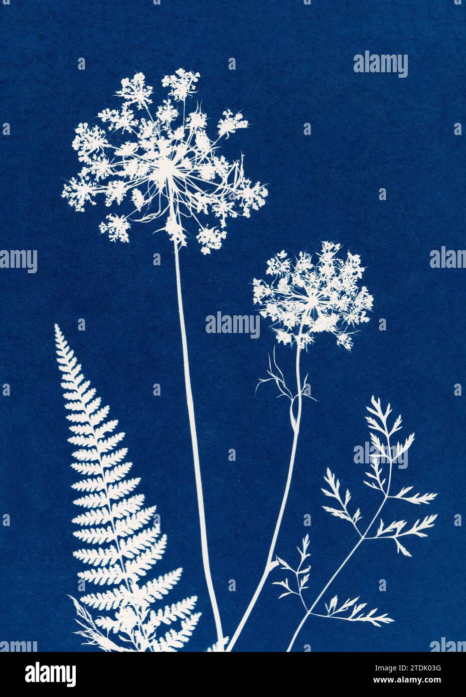 Cyanotype plants hi-res stock photography and images - Alamy