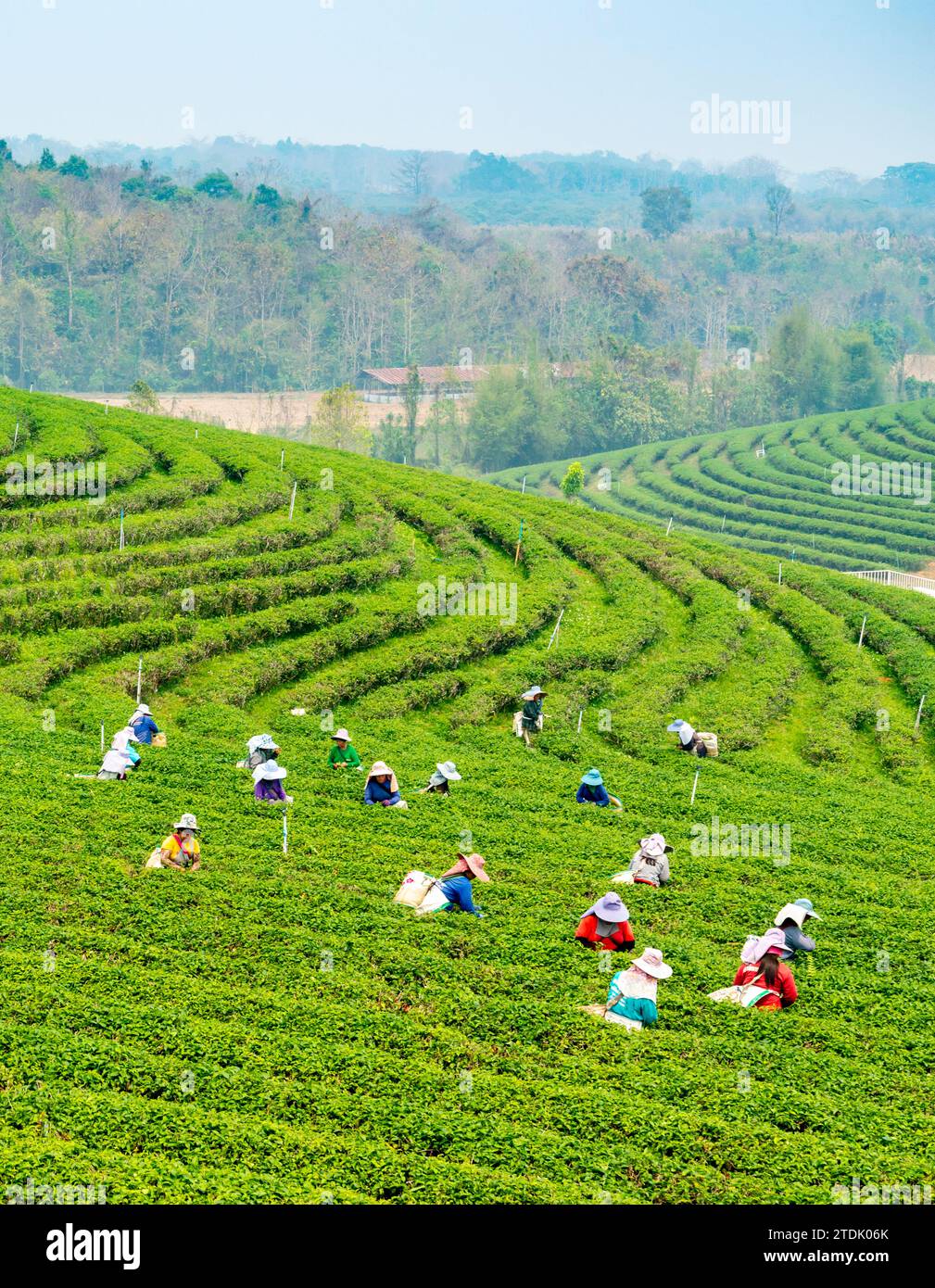 Mae Chan District, Chiang Rai,Thailand-March 30 2023: Tea pickers ...
