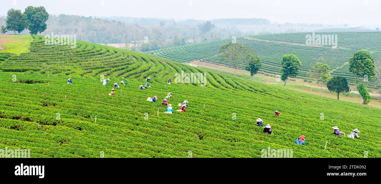 Mae Chan District, Chiang Rai,Thailand-March 30 2023: Tea pickers ...