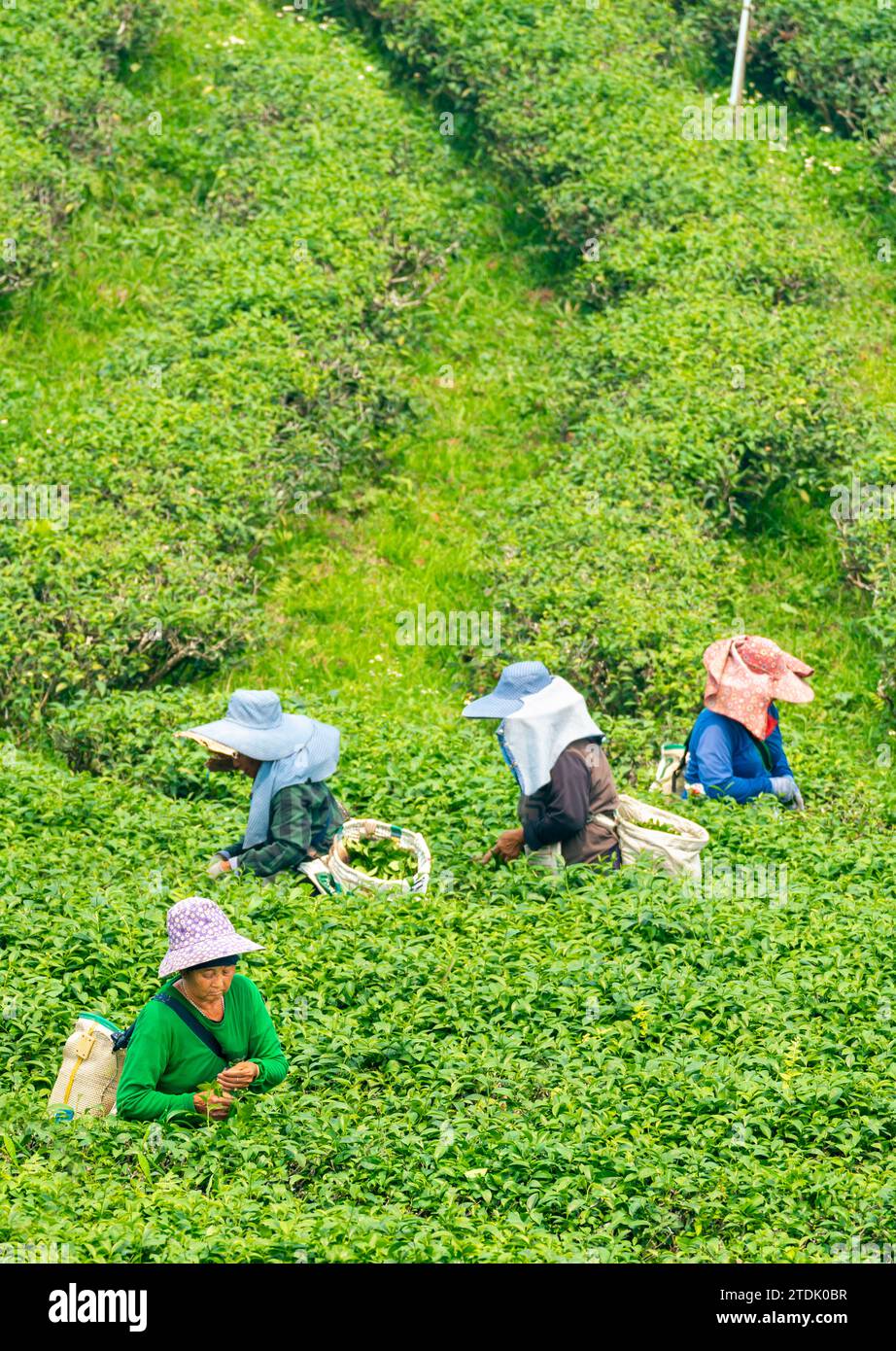 Mae Chan District, Chiang Rai,Thailand-March 30 2023: Tea pickers ...