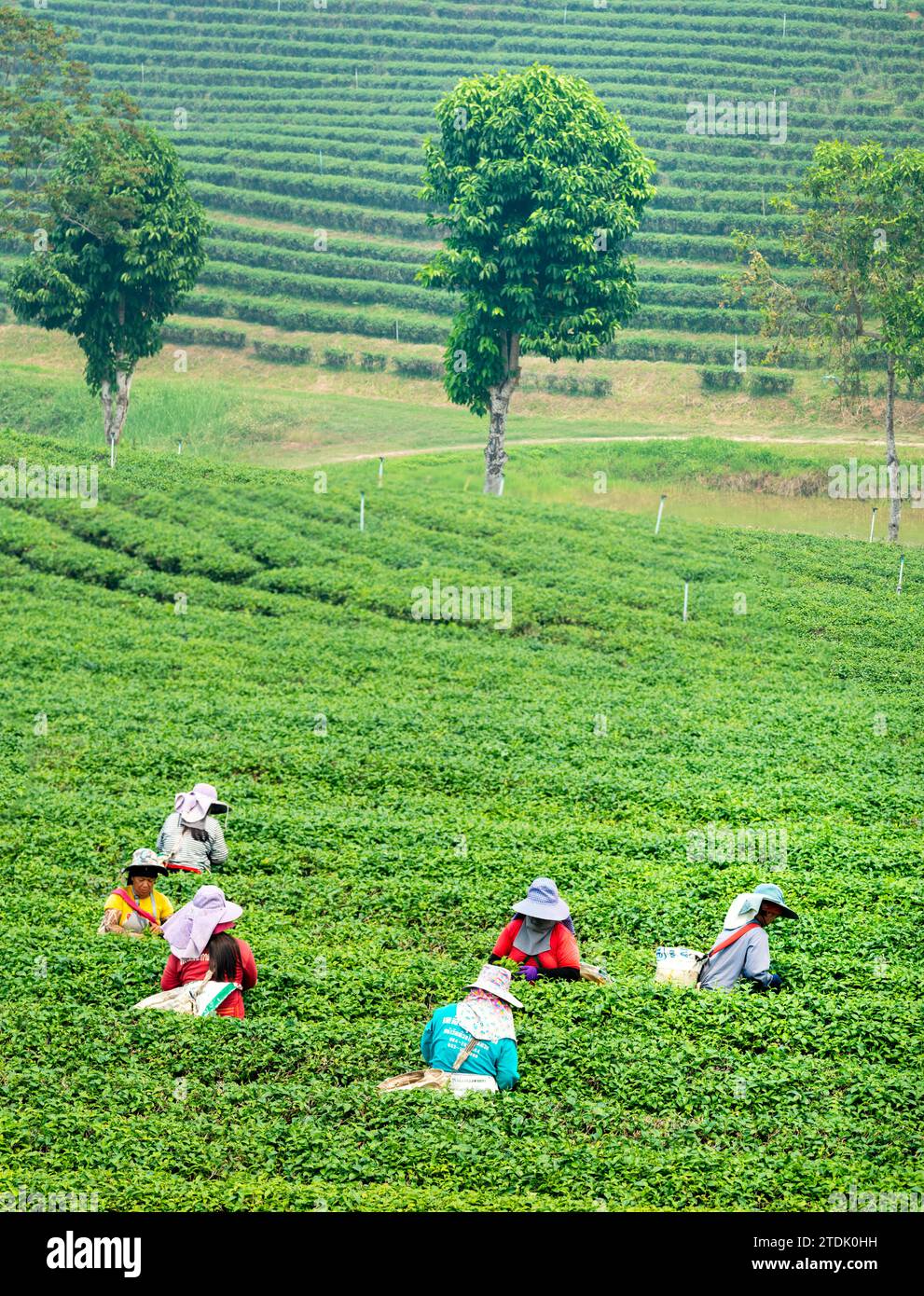 Mae Chan District, Chiang Rai,Thailand-March 30 2023: Tea pickers ...