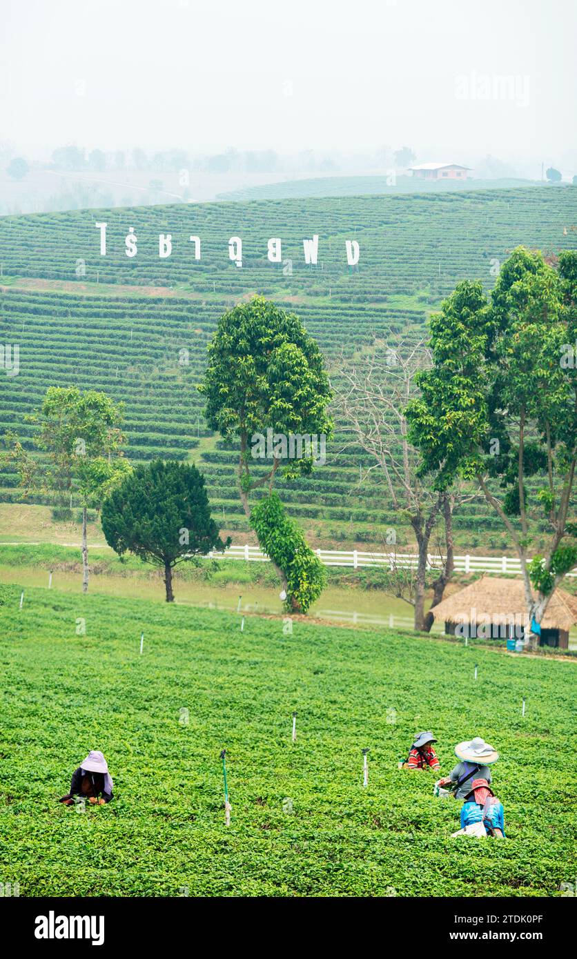 Mae Chan District, Chiang Rai,Thailand-March 30 2023: Tea pickers ...