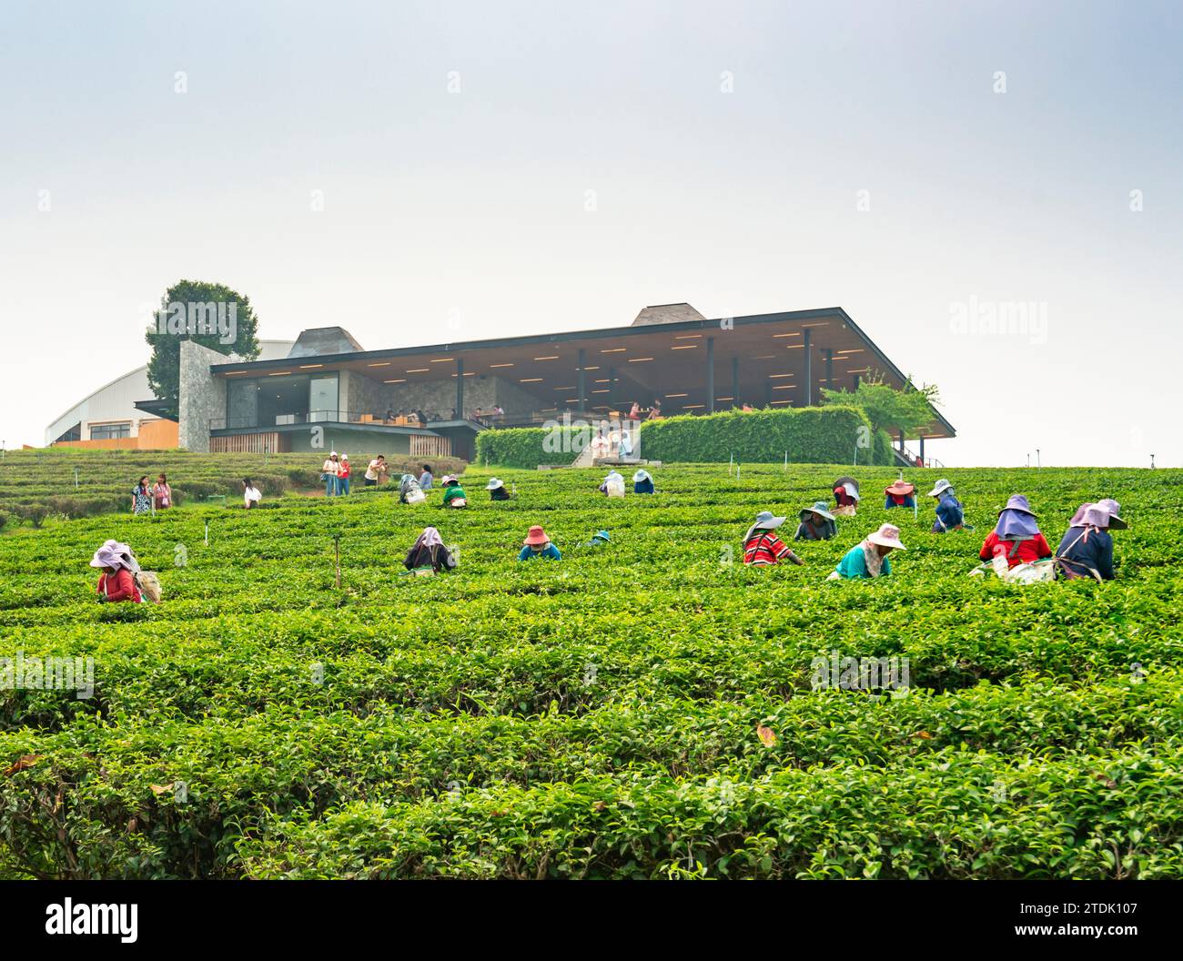 Mae Chan District, Chiang Rai,Thailand-March 30 2023: Tea pickers ...