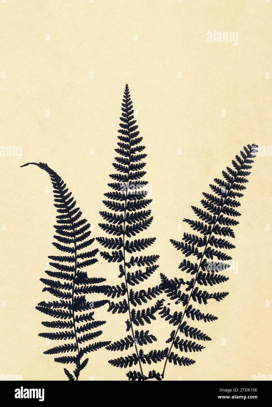 Inverted scan hi-res stock photography and images - Alamy