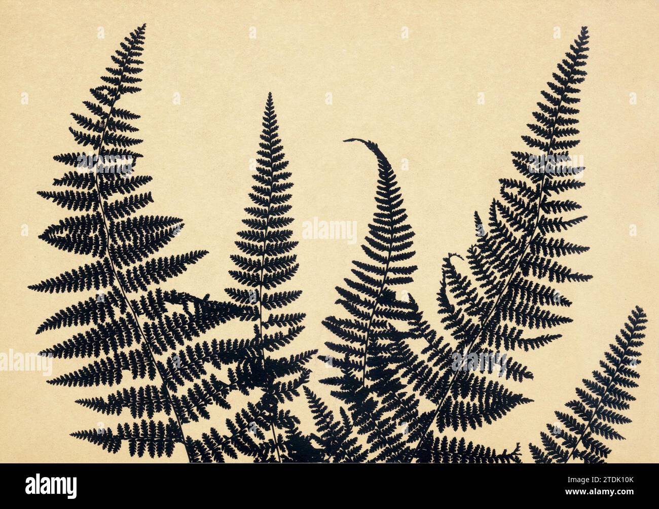 Inverted scan hi-res stock photography and images - Alamy