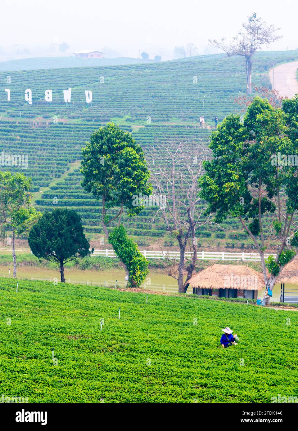 Mae Chan District, Chiang Rai,Thailand-March 30 2023: Tea pickers ...