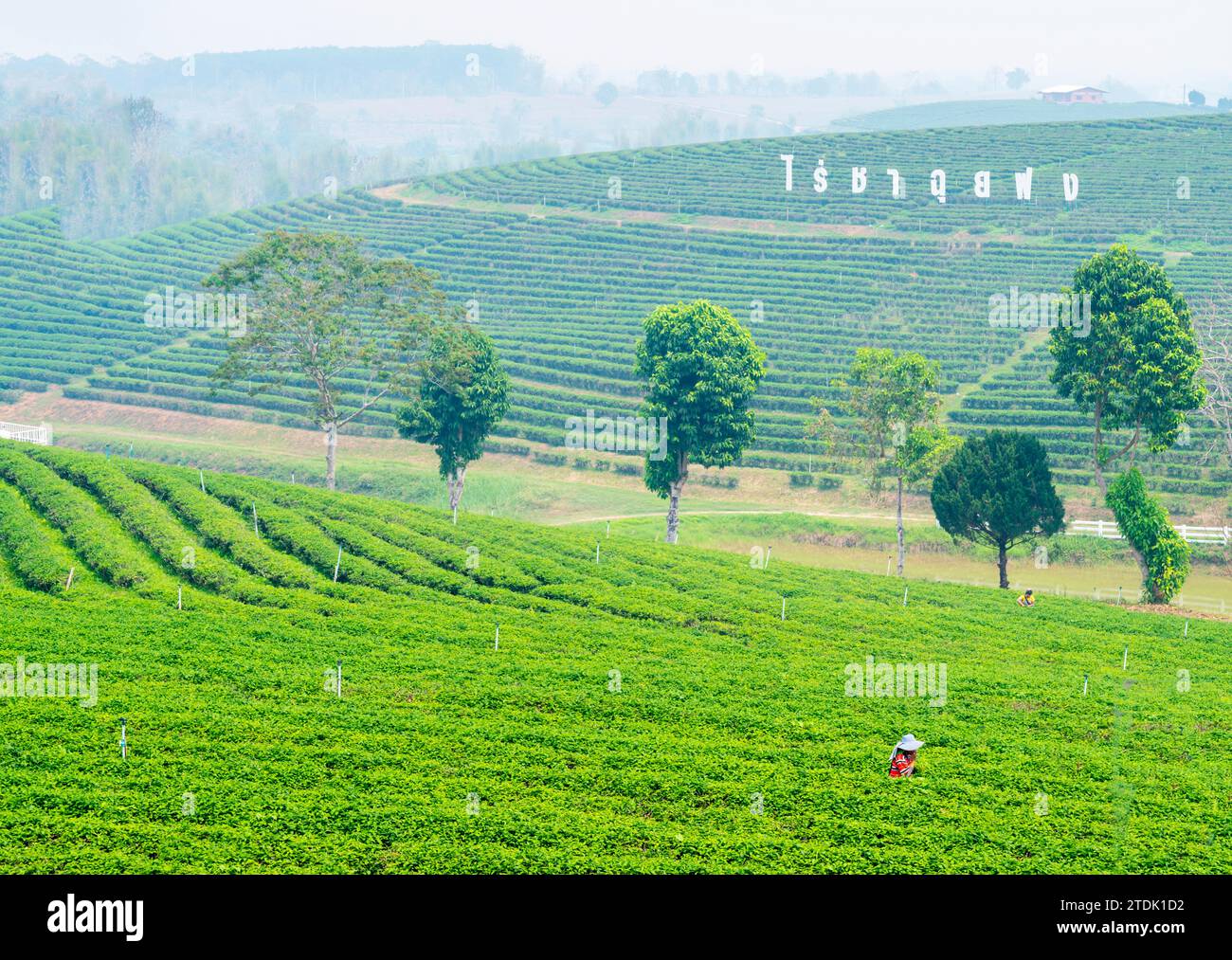 Mae Chan District, Chiang Rai,Thailand-March 30 2023: Tea pickers ...