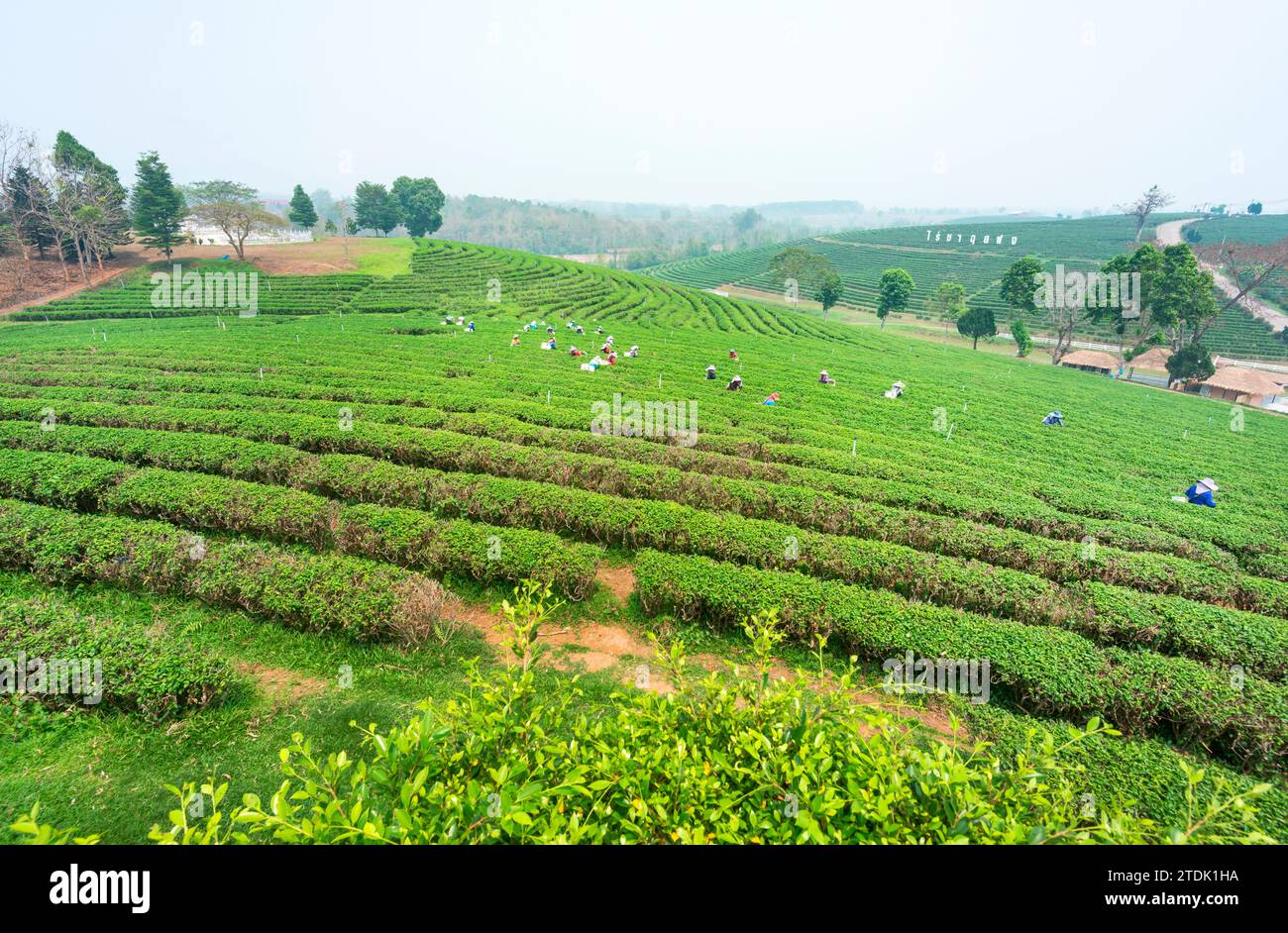 Mae Chan District, Chiang Rai,Thailand-March 30 2023: Tea pickers ...