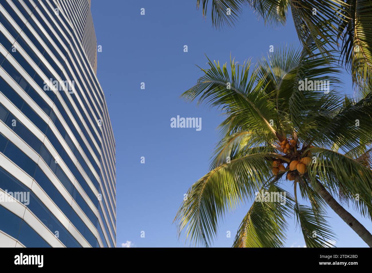 Skyscraper and palm tree, Miami, Florida, USA Stock Photo - Alamy