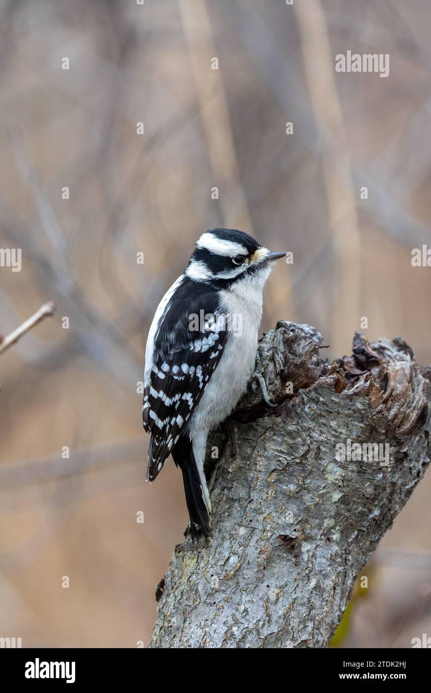 Close up view of a downy woodpecker Stock Photo - Alamy