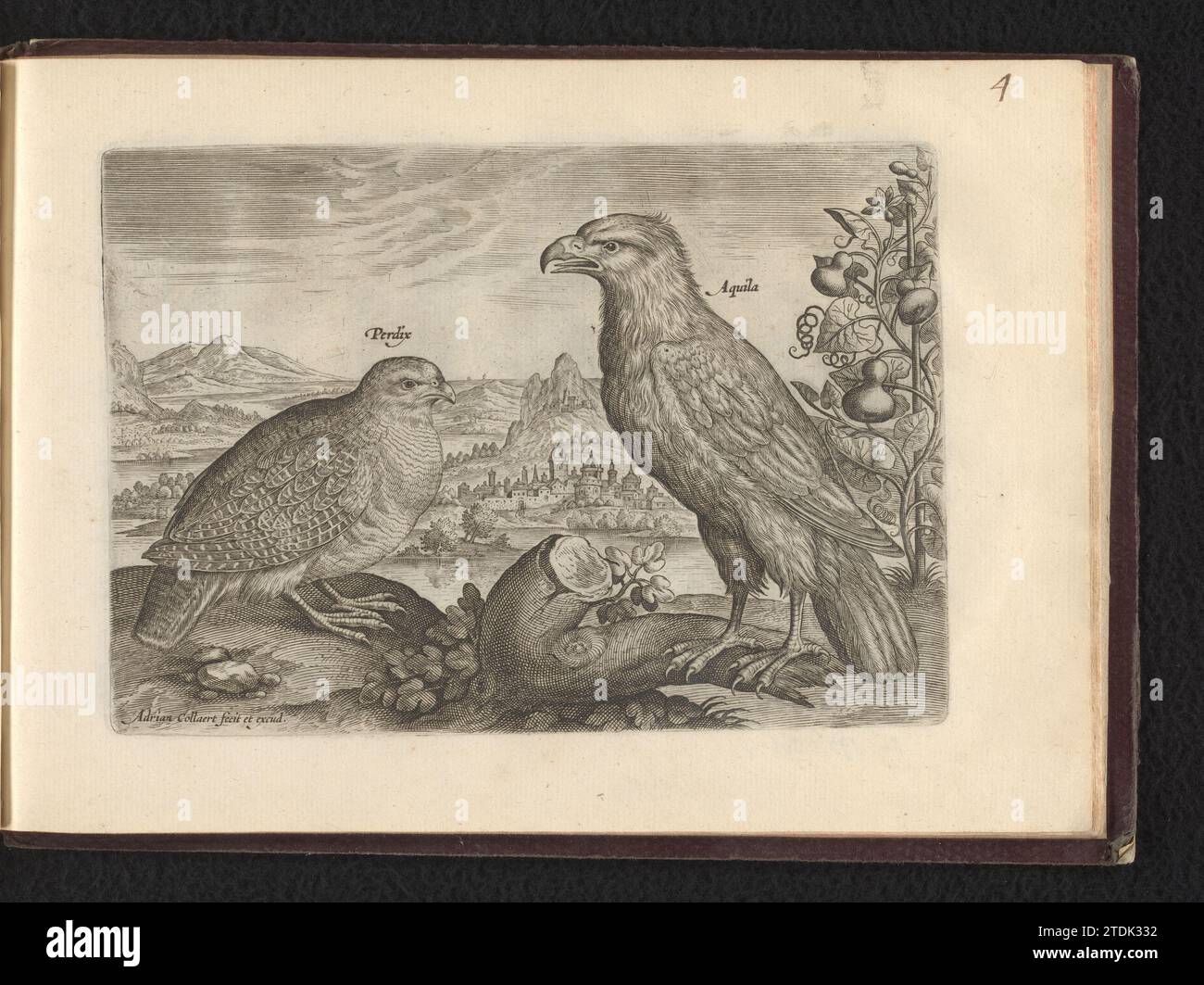 Peridix (partridge) and Aquila (Arend), 1600 A partridge and an eagle ...