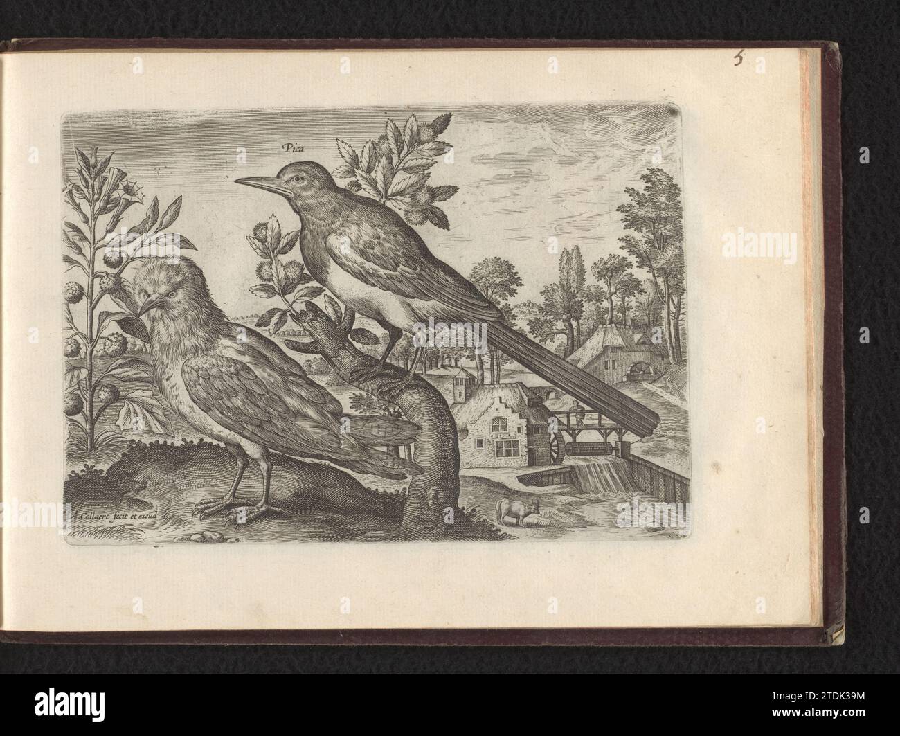Pica (Eksters), 1600 Two magpies, sitting to the left. Landscape with ...