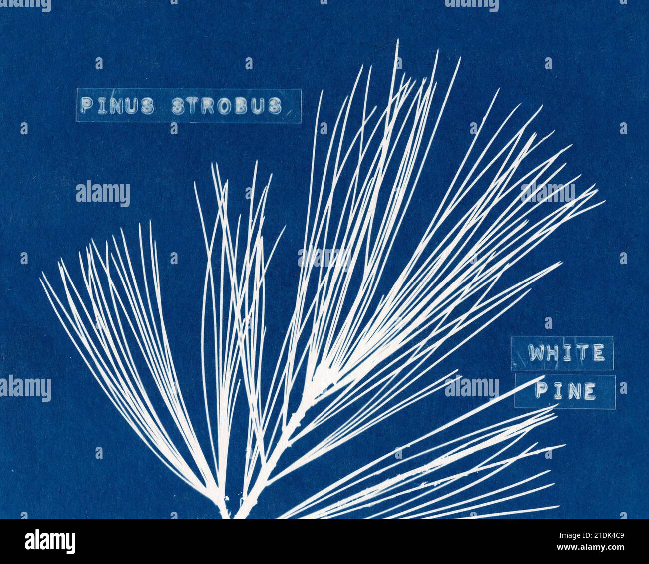 Cyanotypes hi-res stock photography and images - Alamy