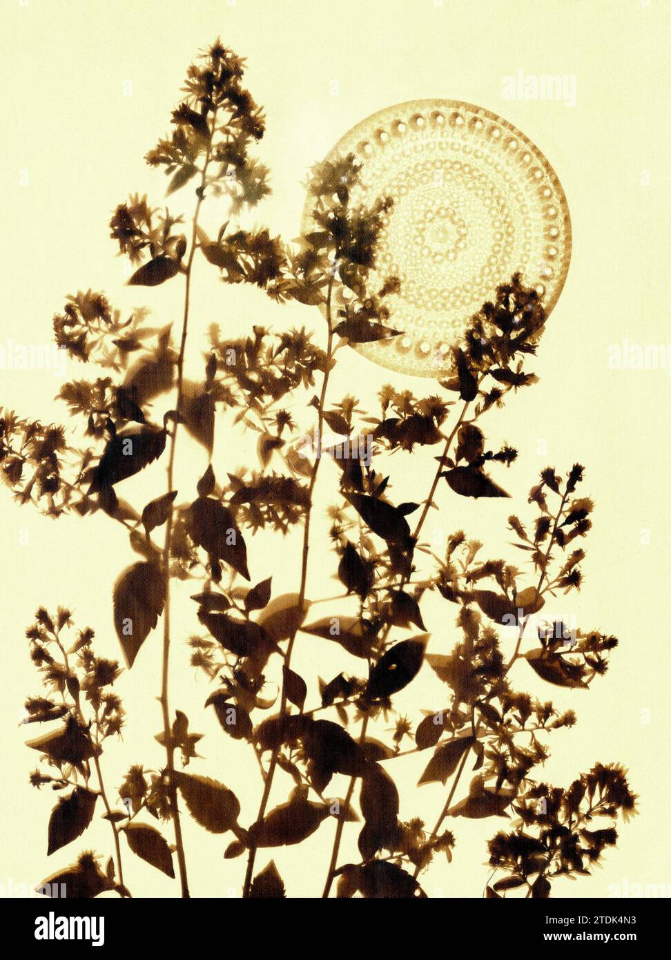 Cyanotype photogram of asters with glass dish, scanned and inverted ...