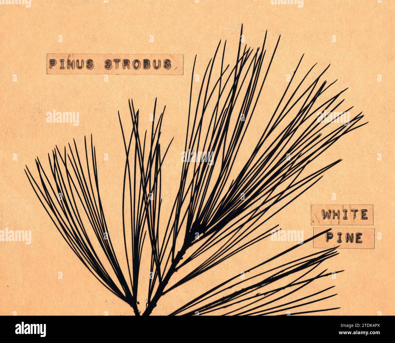 Dymo label hi-res stock photography and images - Alamy