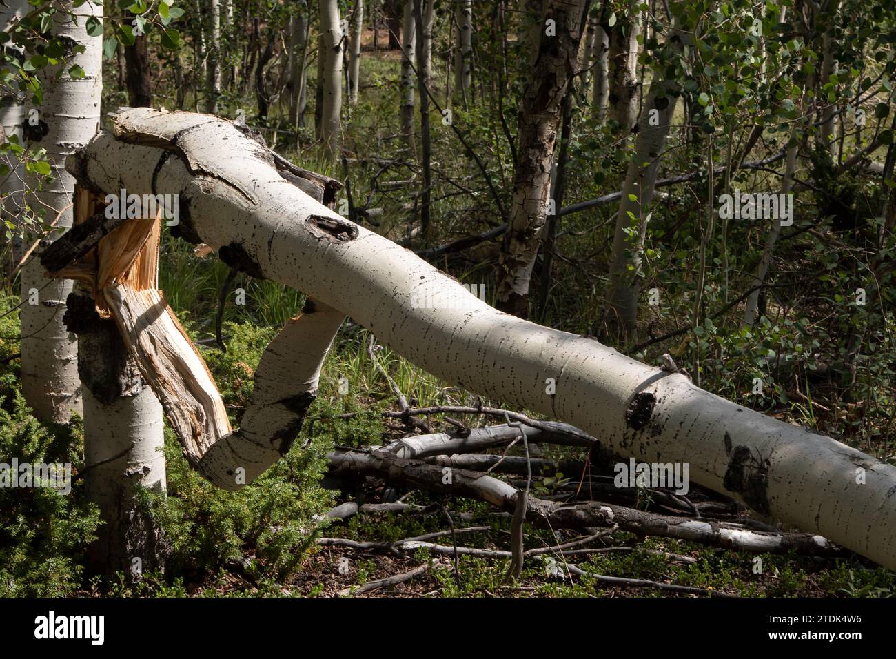 Aspen tree broken by microburst event Stock Photo - Alamy