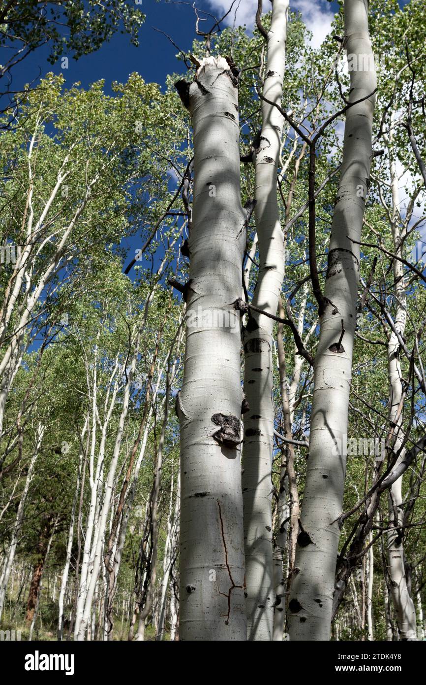Stress crack in the trunk and the broken top of an aspen tree caused ...