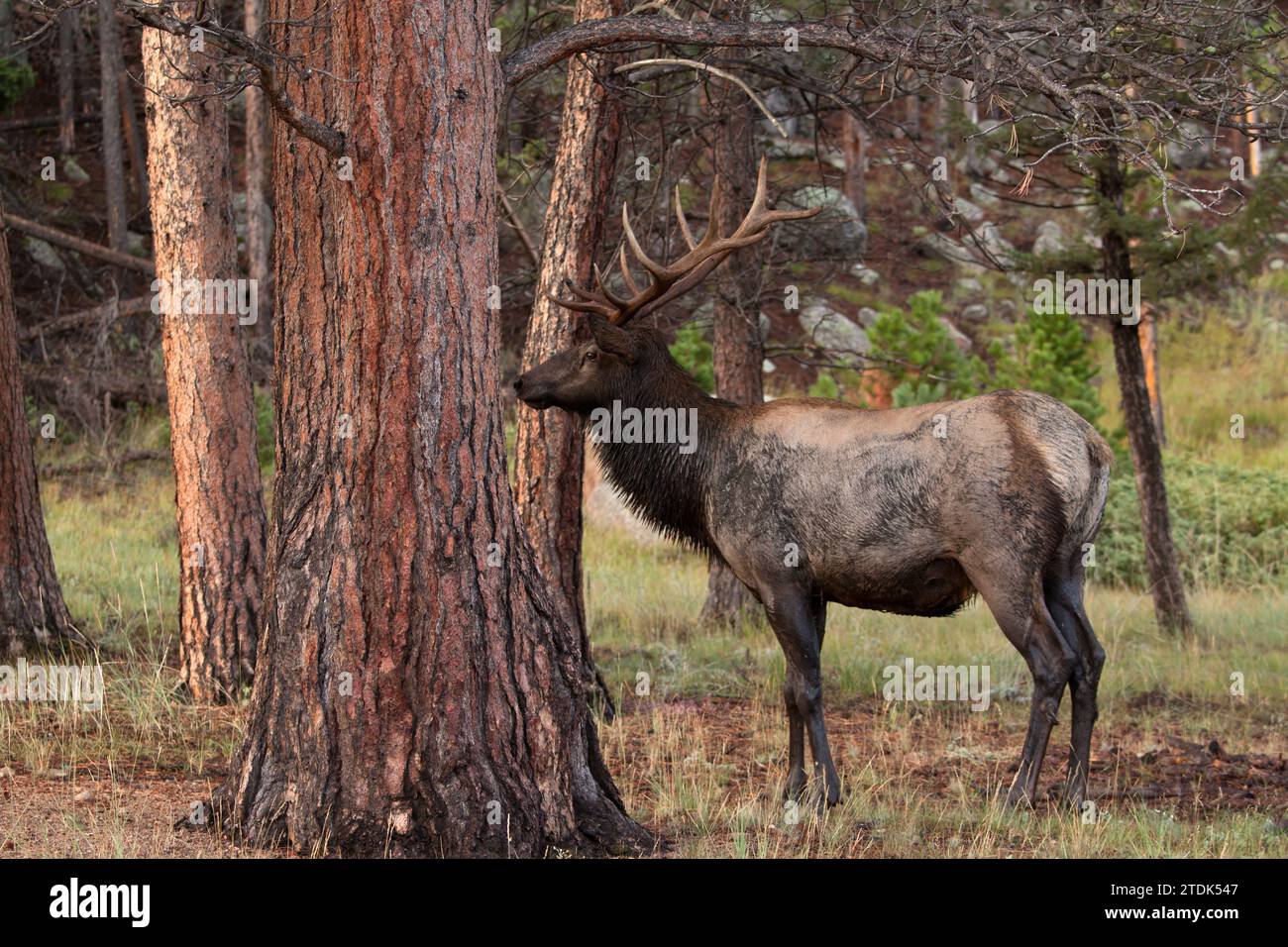 Alert bull elk shortly after he wallowed in mud, watching a larger bull ...