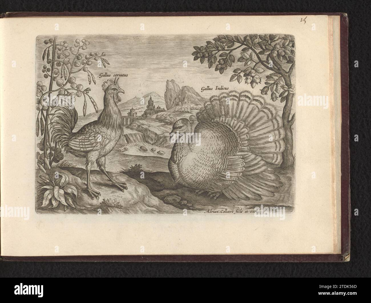 Gallus indicus hi-res stock photography and images - Alamy