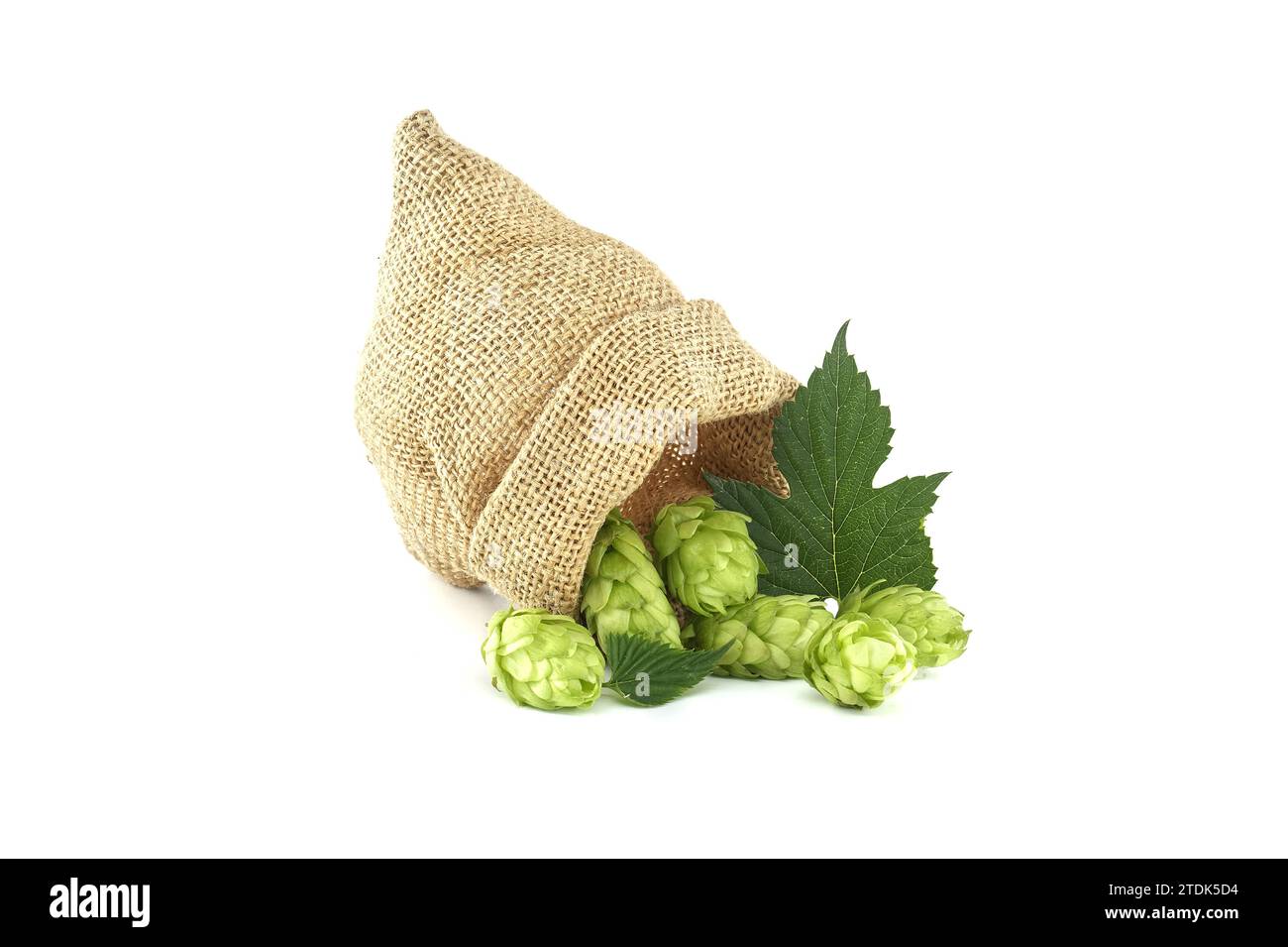 Bag full of hops isolated on white background, important ingredients in ...
