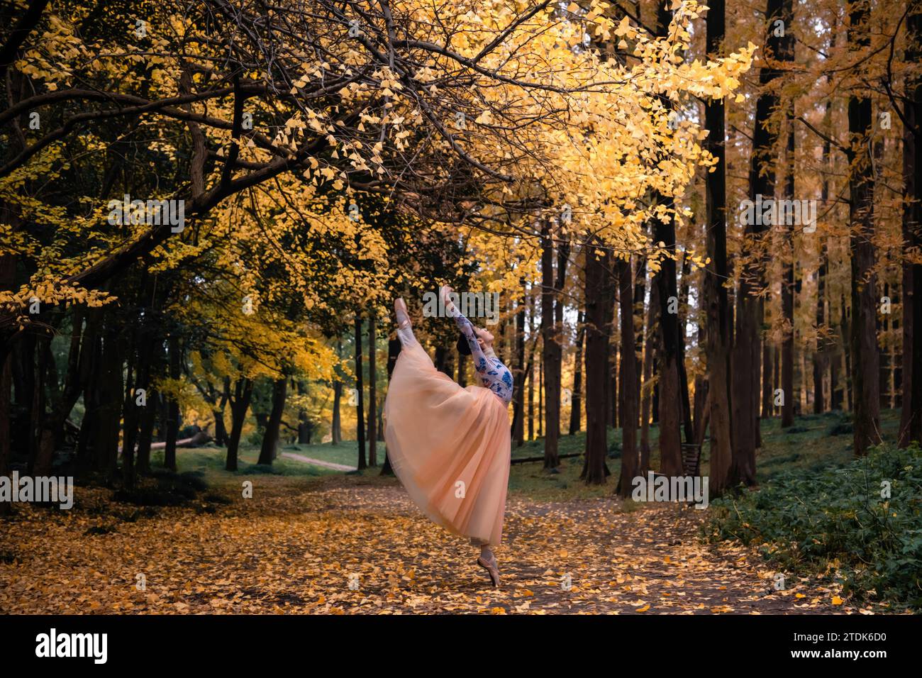 Asian dancers are dancing in the forest, the art of dancing in nature ...
