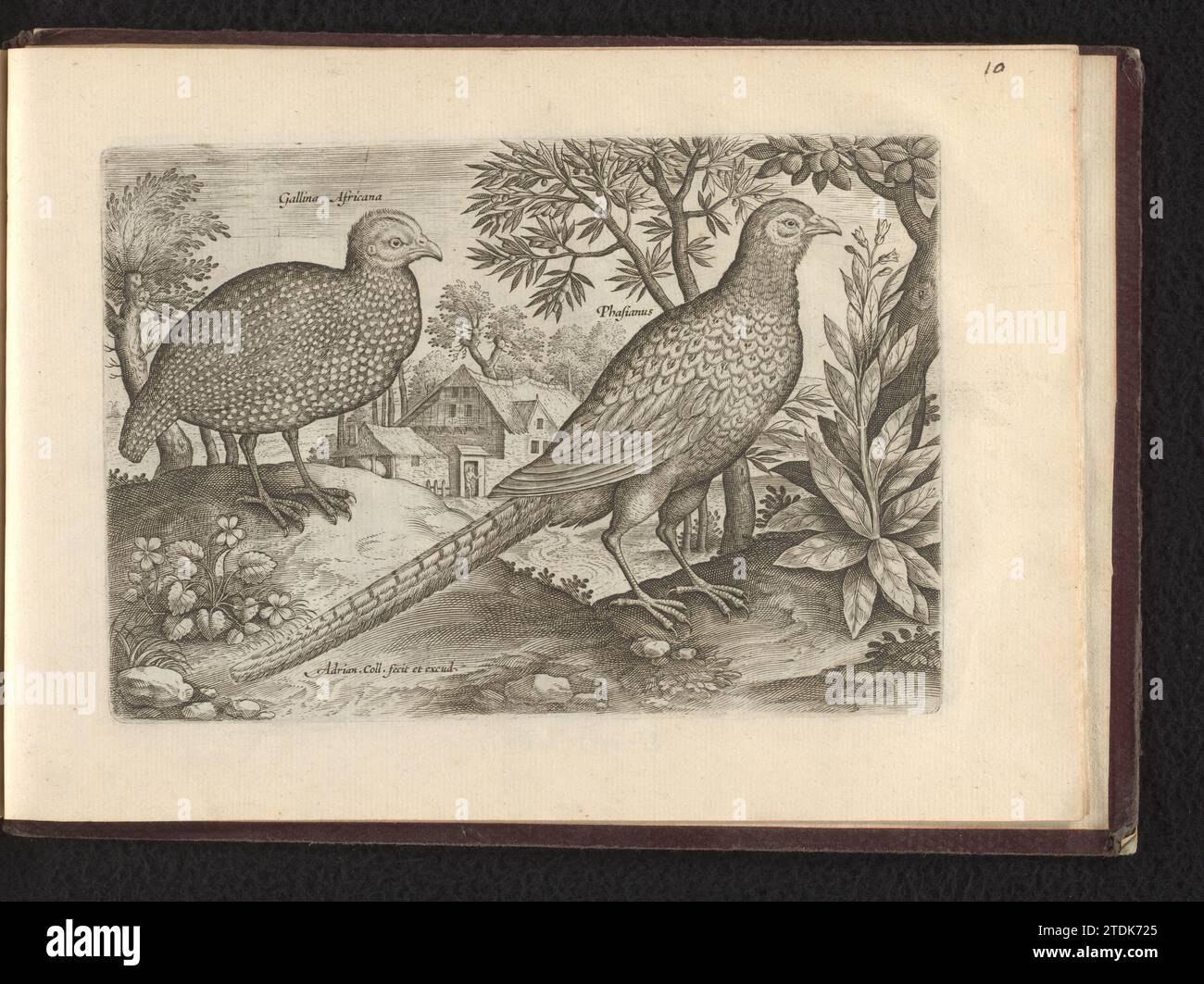 Gallina africana hi-res stock photography and images - Alamy