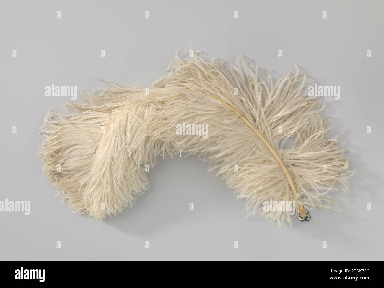 Ostrich, white, to decorate a hat, anonymous, c. 1900 - c. 1925 Ostrich ...