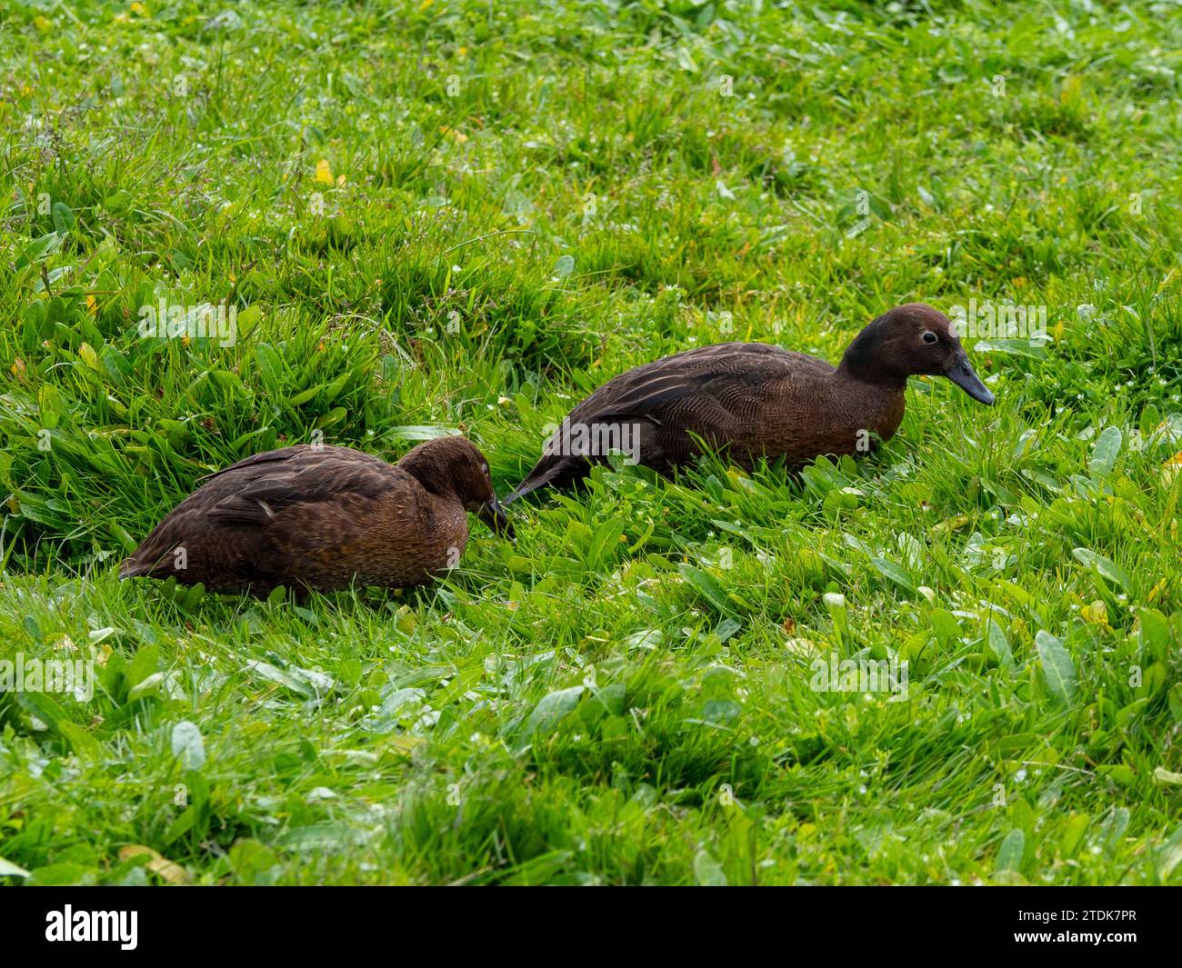 Auckland Islands Teal, Anas aucklandica, an endemic flightless duck in ...