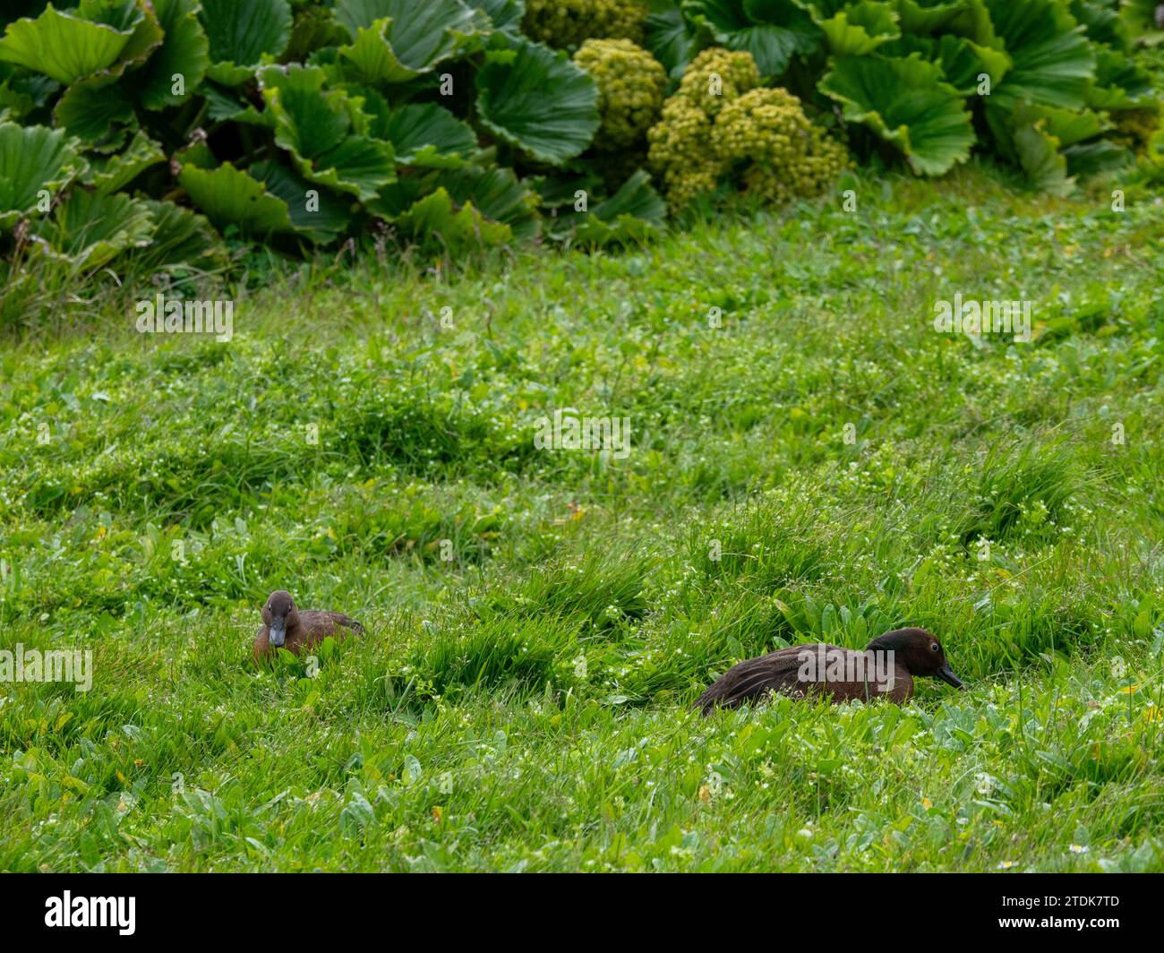 Auckland Islands Teal, Anas aucklandica, an endemic flightless duck in ...