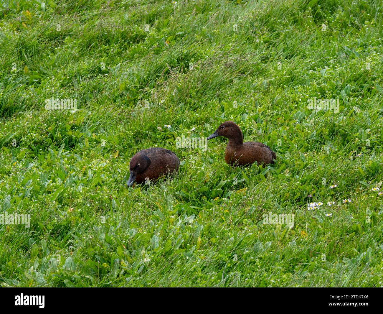 Auckland Islands Teal, Anas aucklandica, an endemic flightless duck in ...