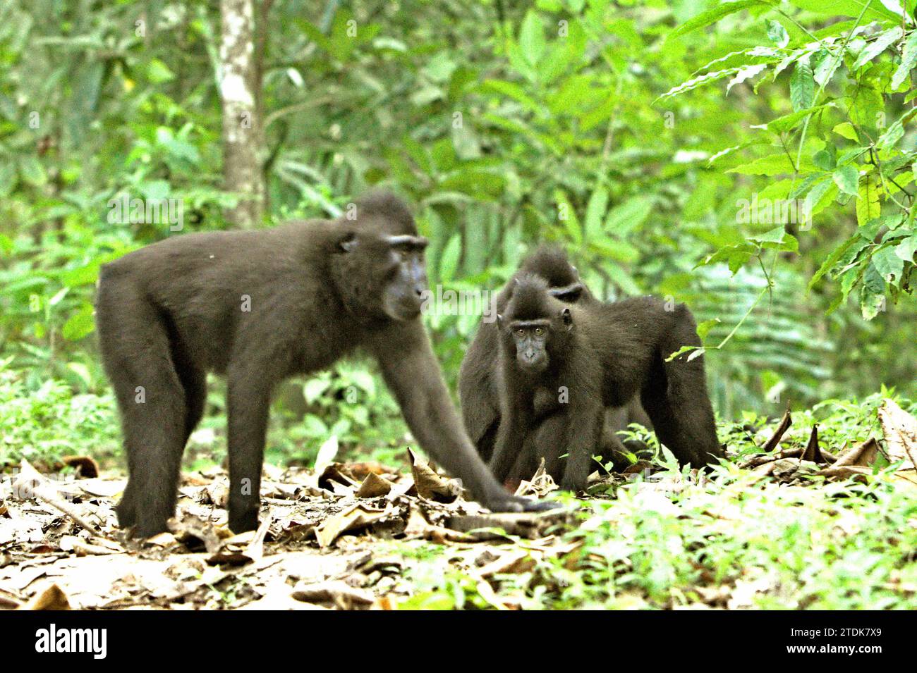 Primate wellbeing hi-res stock photography and images - Alamy
