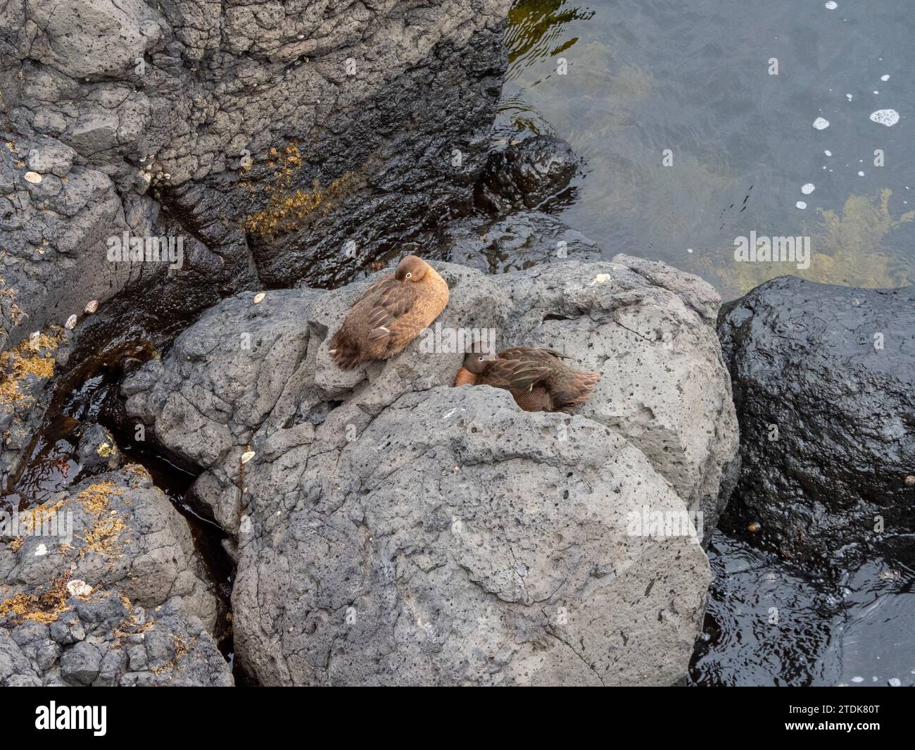 Auckland Islands Teal, Anas aucklandica, an endemic flightless duck in ...