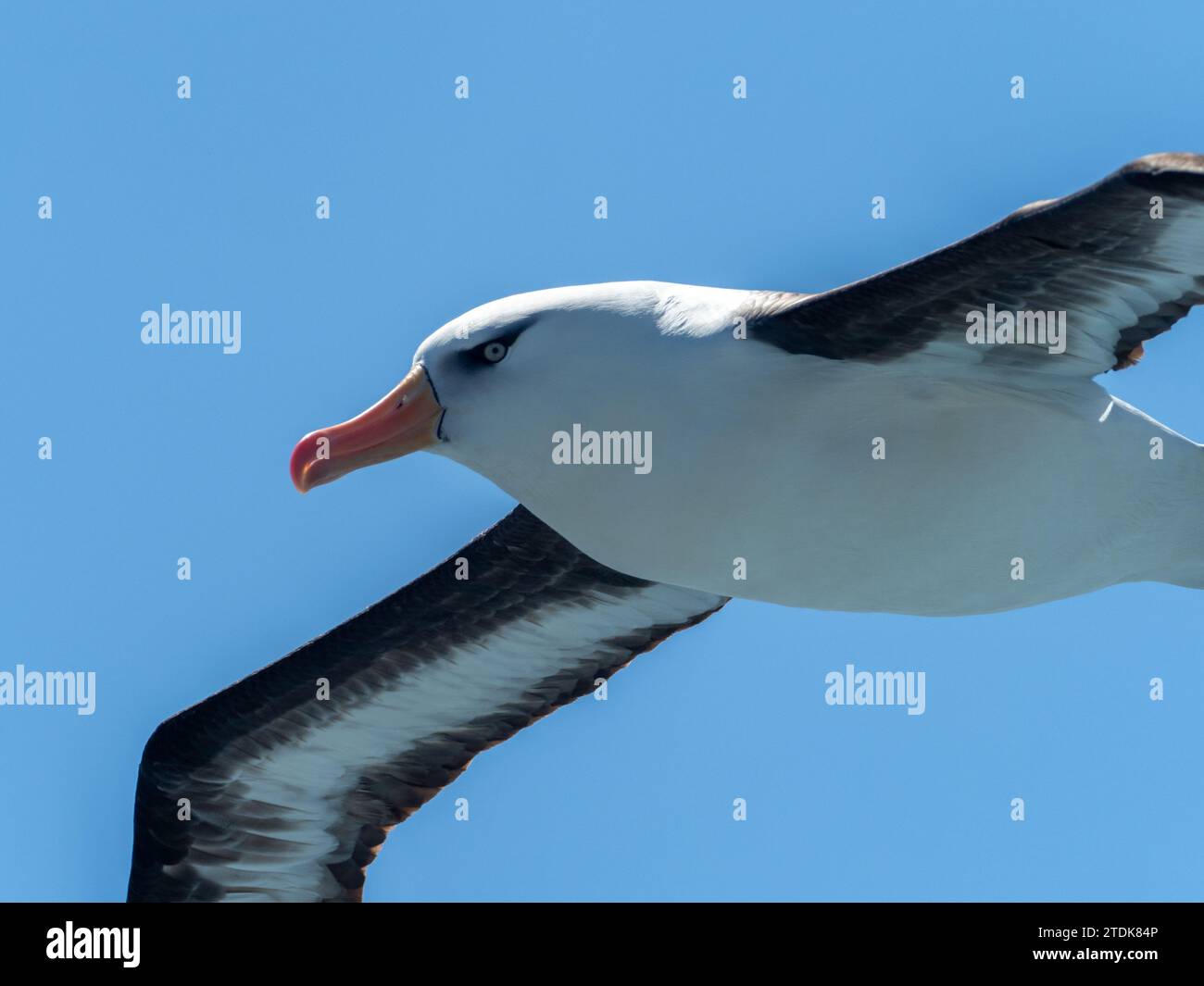 Campbell black-browed albatross, Thalassarche melanophris impavida, off ...