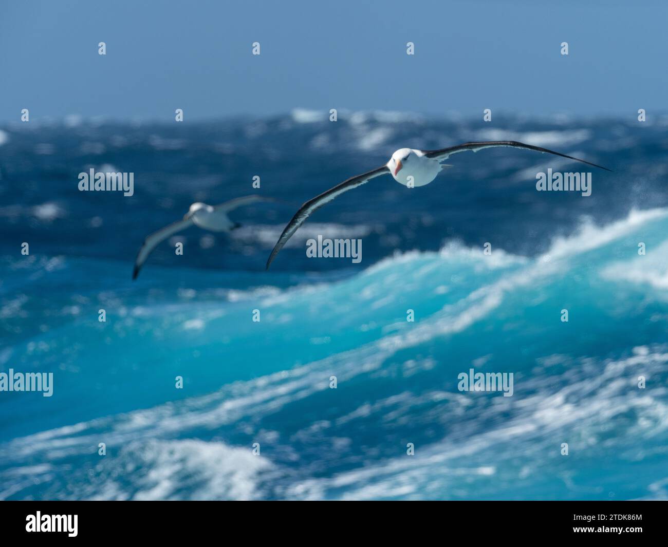 Campbell black-browed albatross, Thalassarche melanophris impavida, off ...
