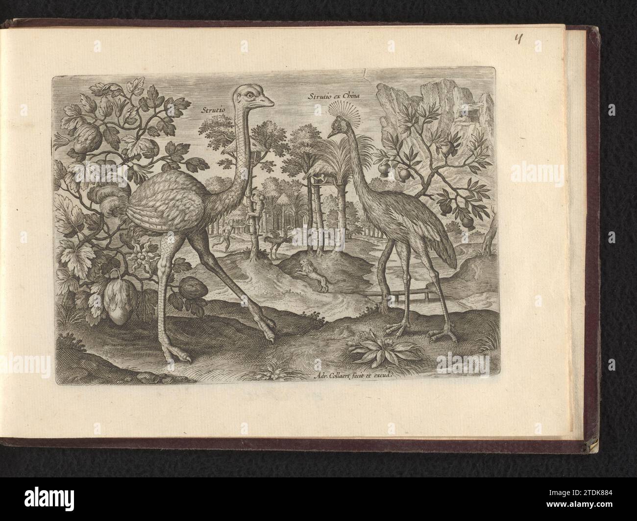 Strutio ex china hi-res stock photography and images - Alamy