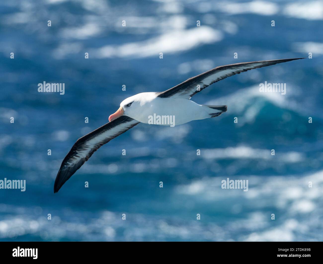 Campbell black-browed albatross, Thalassarche melanophris impavida, off ...