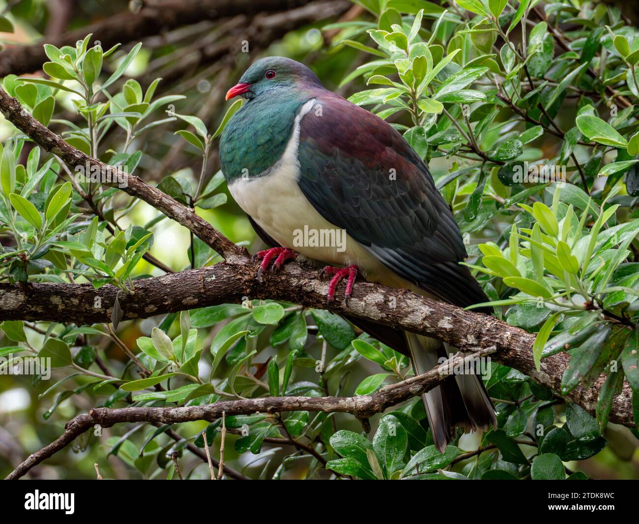 New zealand native pigeon hi-res stock photography and images - Alamy
