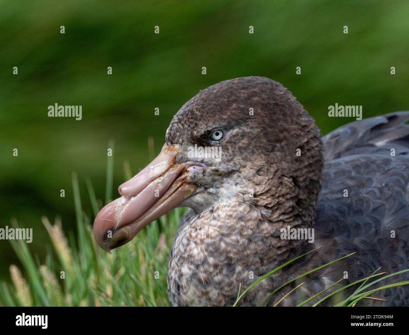 Northern giant petrel Macronectes halli nesting on Macquarie Island ...
