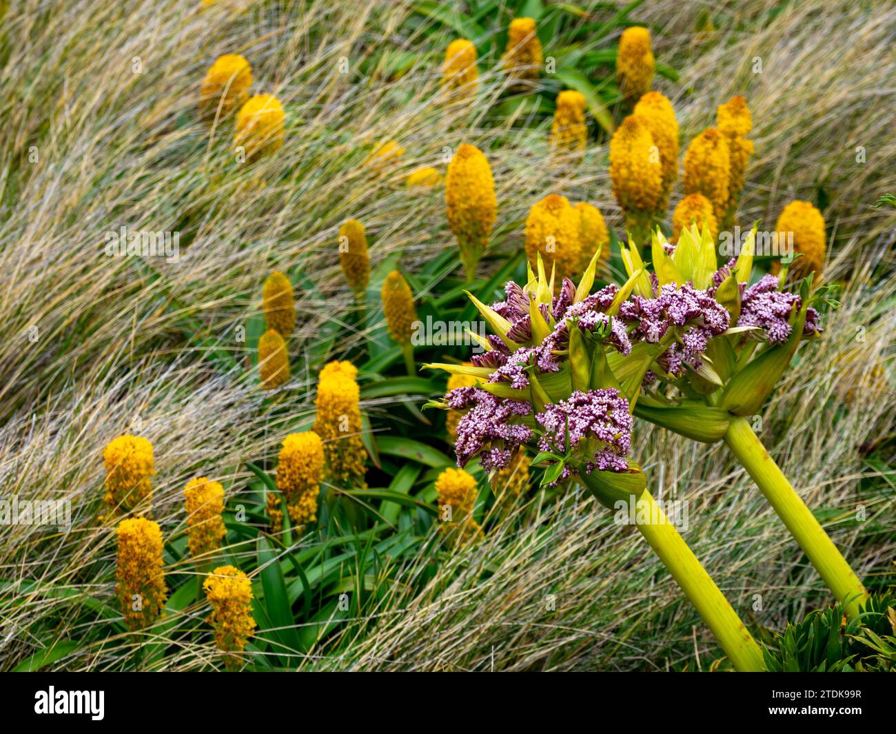 Ross Lilly, Bulbinella rossii, and Campbell carrot, Anisotome latifolia ...