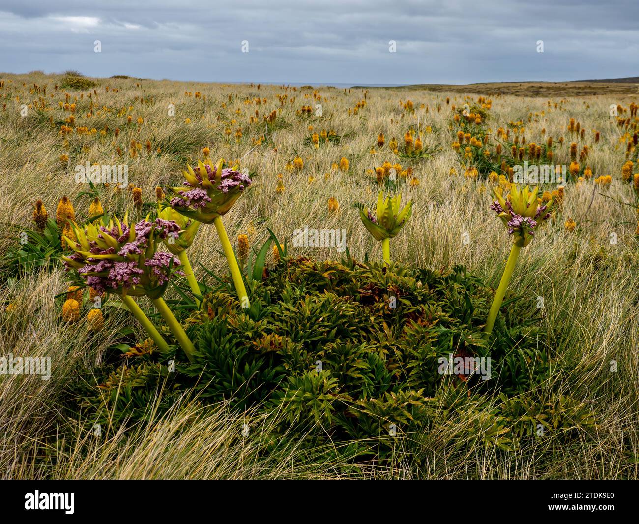 Ross Lilly, Bulbinella rossii, and Campbell carrot, Anisotome latifolia ...