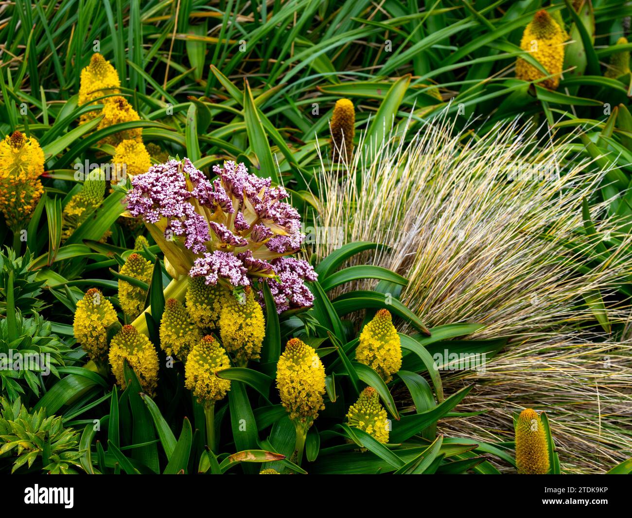 Ross Lilly, Bulbinella rossii, and Campbell carrot, Anisotome latifolia ...