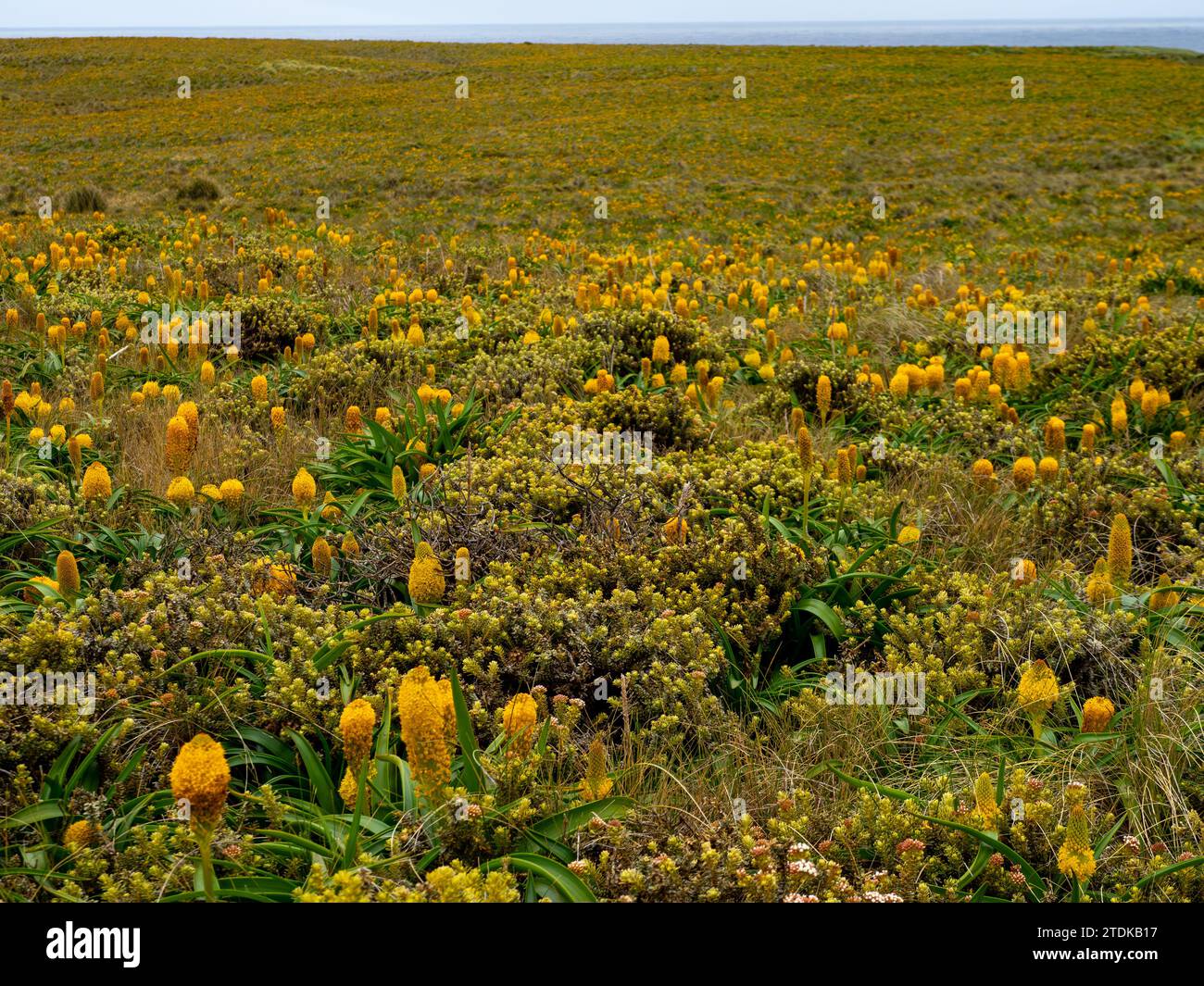 Ross Lilly, Bulbinella rossii, a megaherb growing on Enderby island ...