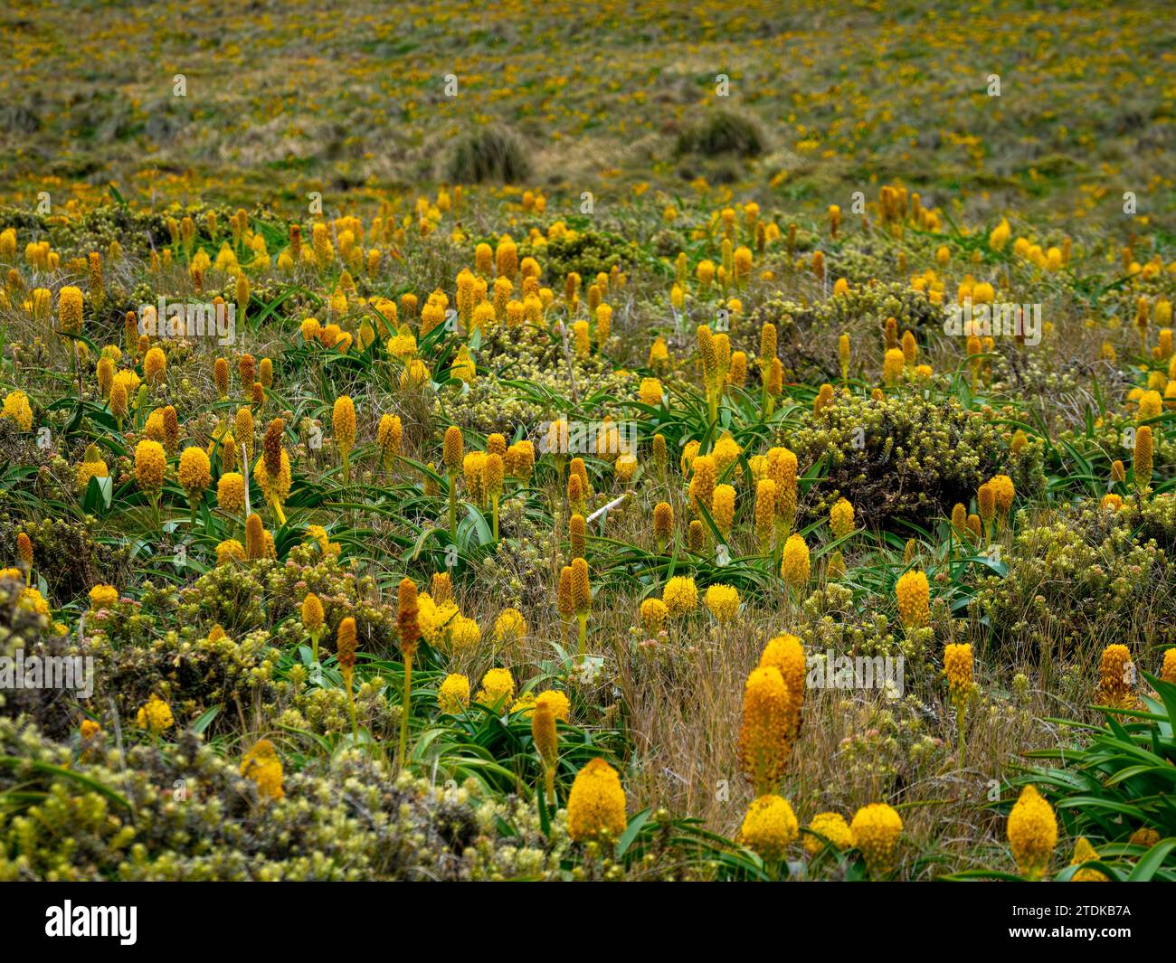 Ross Lilly, Bulbinella rossii, a megaherb growing on Enderby island ...