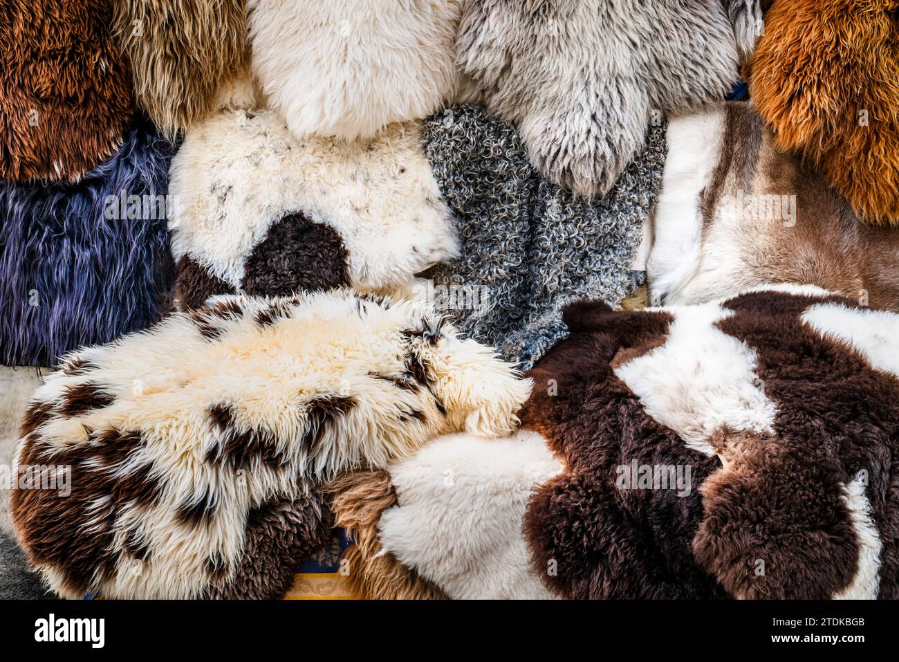 SHEEP FAIR MARSHAM NORTH YORKSHIRE ENGLAND UNITED KNGDOM Stock Photo ...